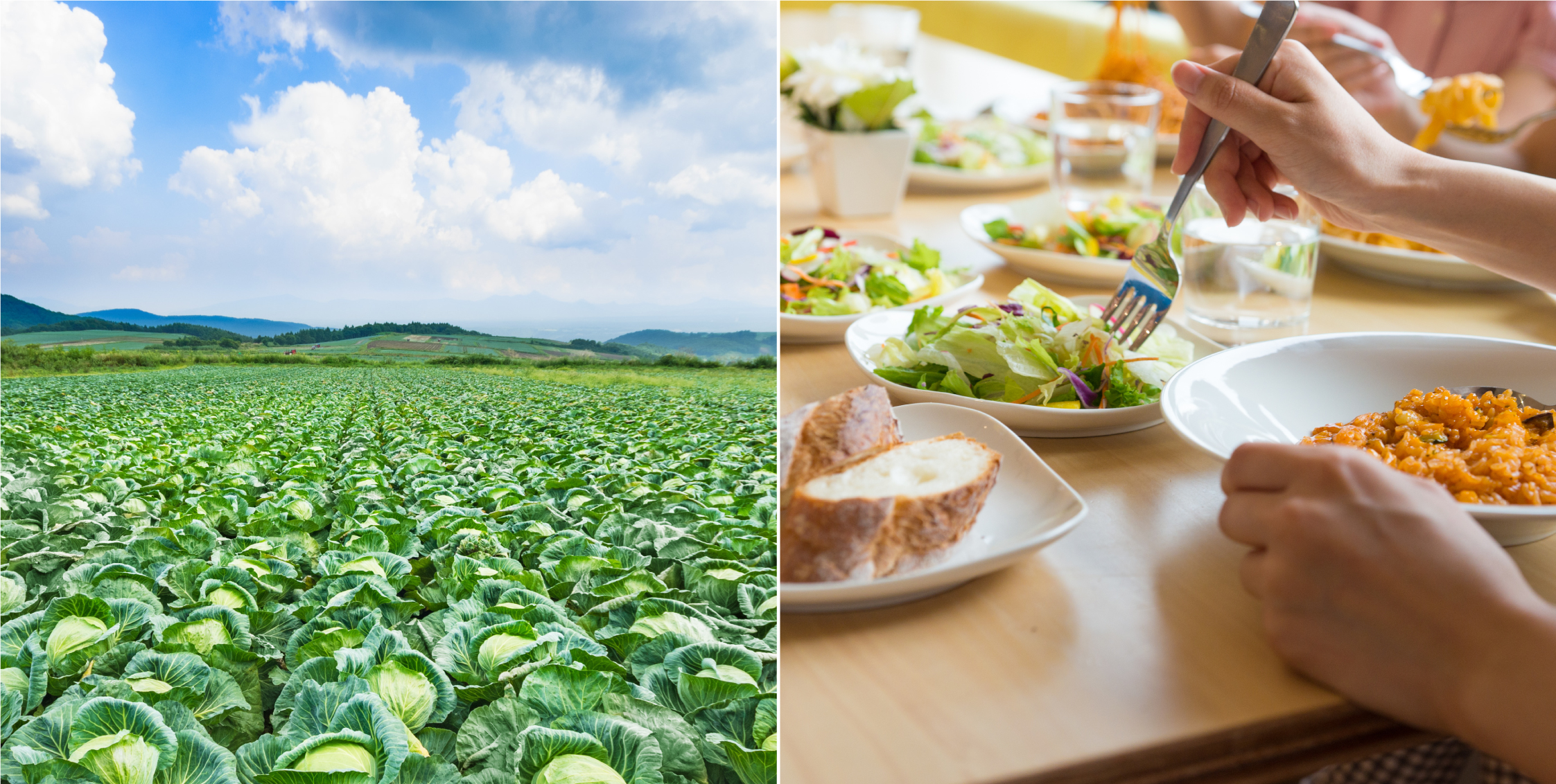 Corporate Information | The Delica Foods Group