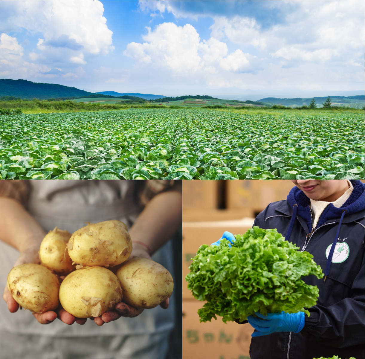 Corporate Information | The Delica Foods Group